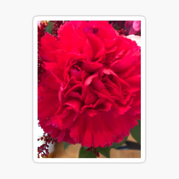 "Carnation " Sticker for Sale by amwilde143 | Redbubble