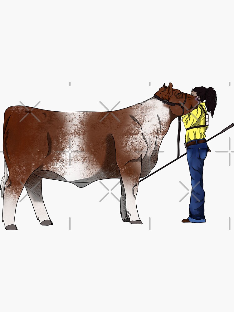 Shorthorn Show Cattle
