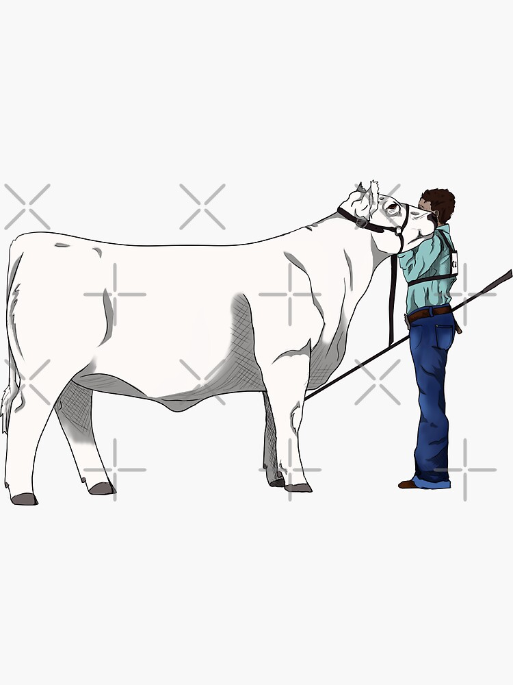 "Show Boy | Cattle | Teal | Charolais | Stockmen | Showing Cattle ...