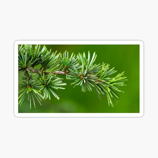 "Pine" Sticker for Sale by boing345brooke | Redbubble