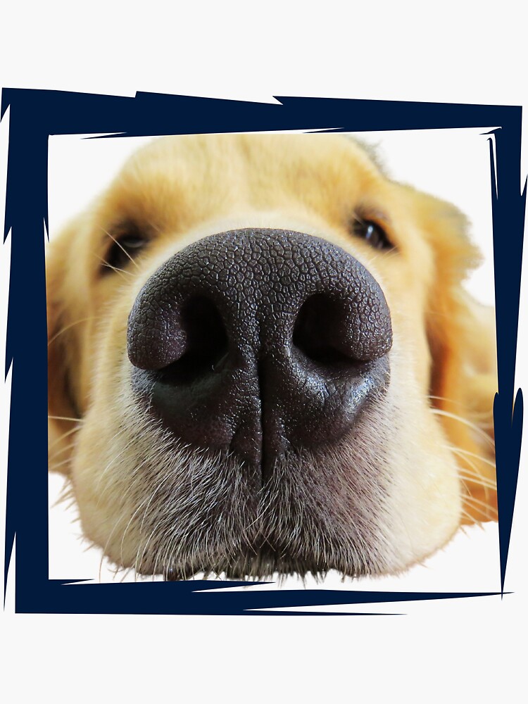 "Cute Golden Retriever Looking At You Big Nose" Sticker for Sale by ...