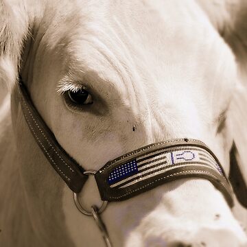 "Americow" Sticker for Sale by Molly Cundall | Redbubble