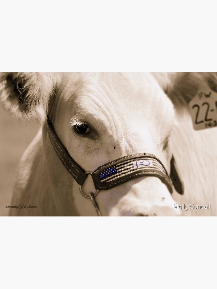"Americow" Sticker for Sale by Molly Cundall | Redbubble