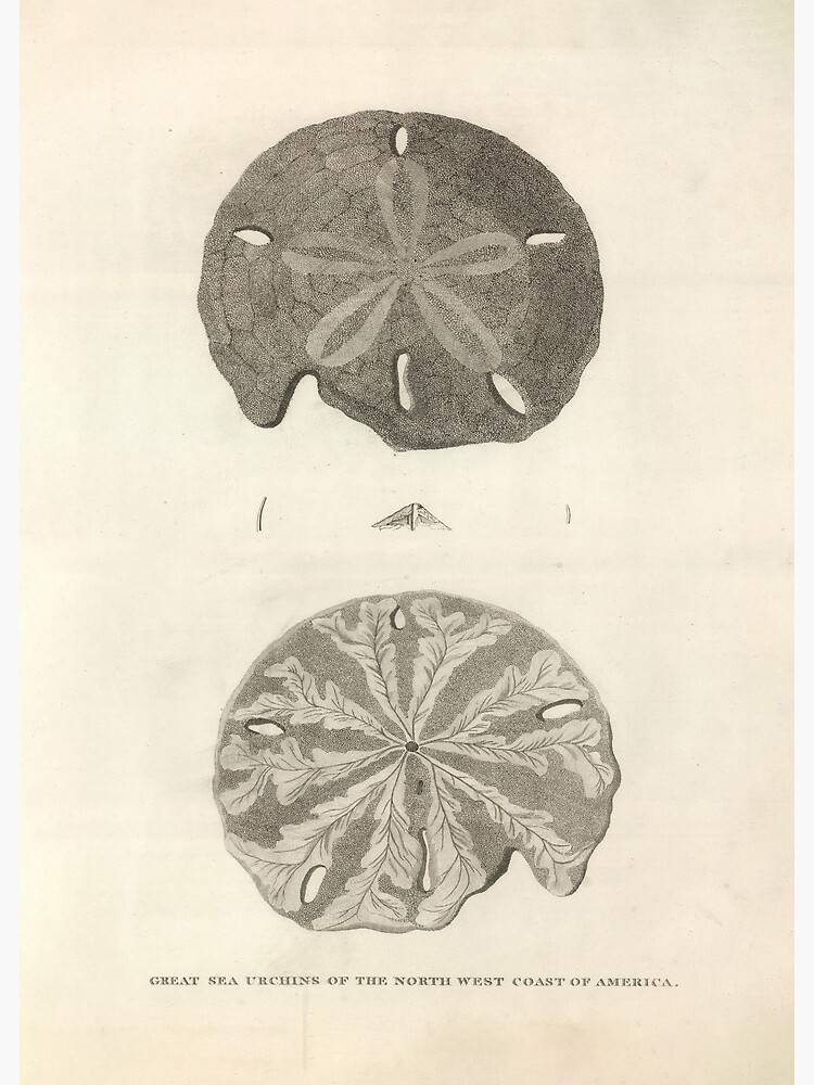 Vintage Sand Dollar Illustration Vintage / Antique Art Authentic