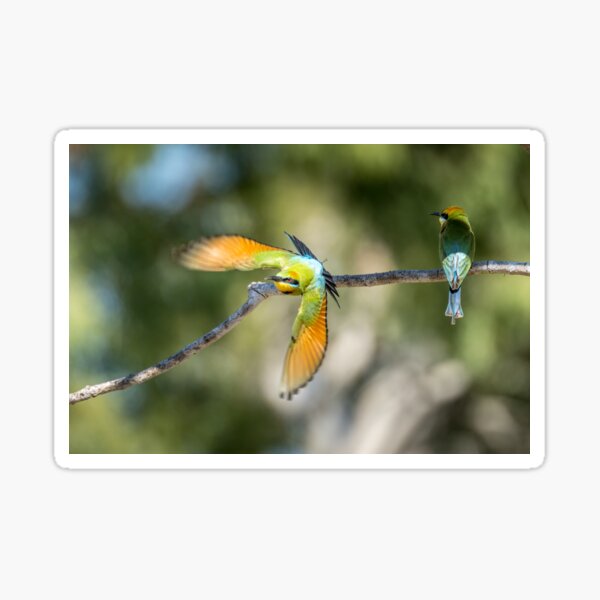 "Australian Rainbow Bee-Eater" Sticker for Sale by Jan Rodgers | Redbubble