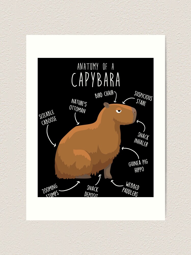 "Capybara Anatomy" Art Print for Sale by Psitta | Redbubble