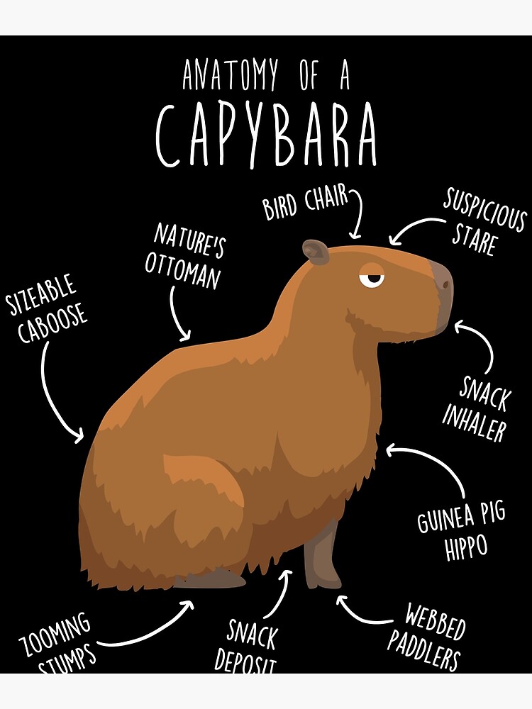 "Capybara Anatomy" Art Print for Sale by Psitta | Redbubble