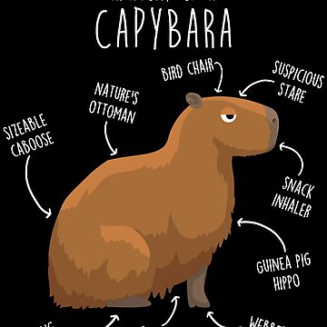 "Capybara Anatomy" Art Print for Sale by Psitta | Redbubble