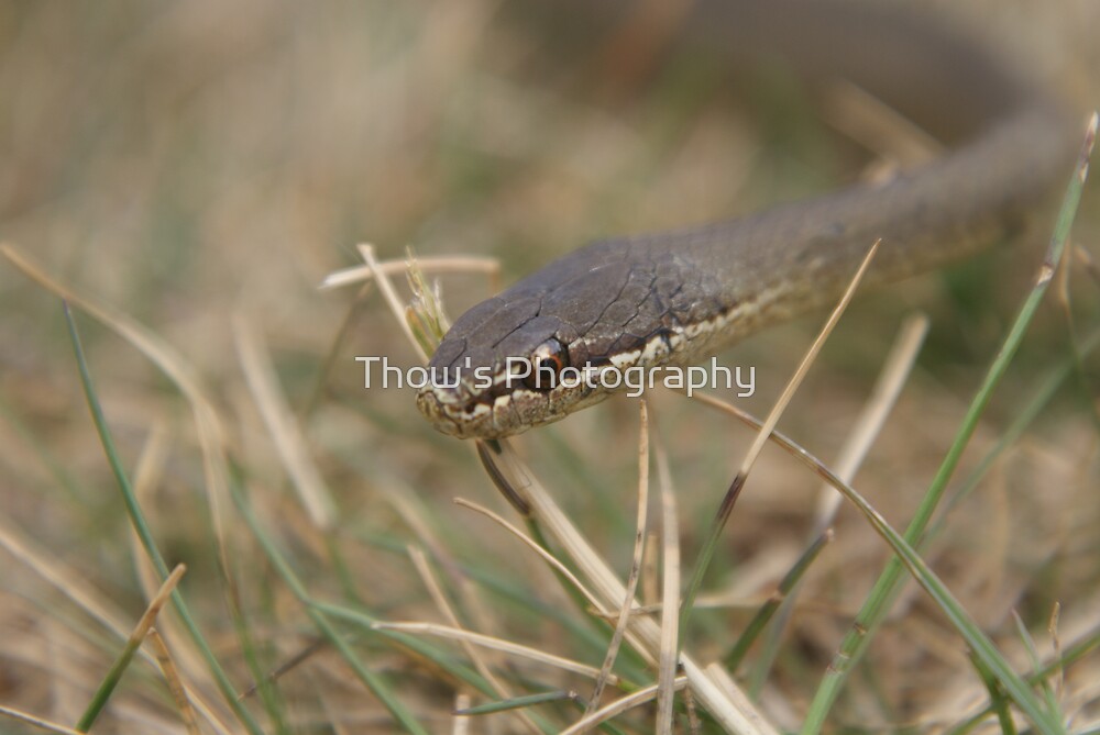 "Whitelipped snake clear eyes" by Thow's Photography | Redbubble