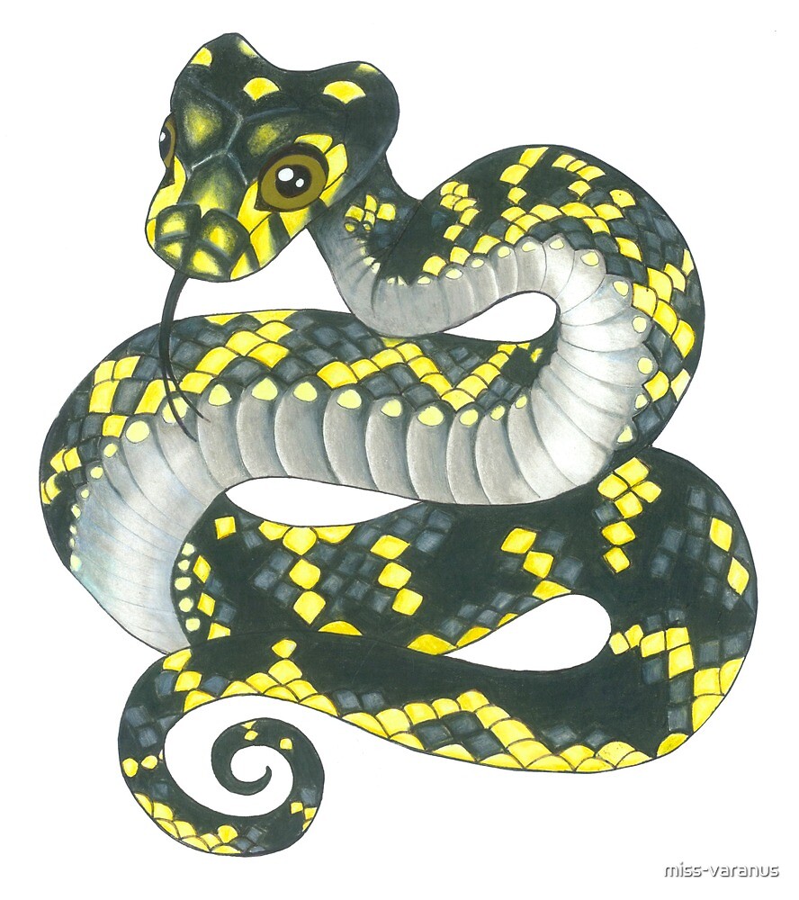 "Broad-headed Snake" by miss-varanus | Redbubble