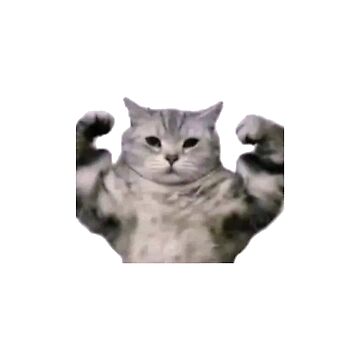 "Buff Cat Meme" Sticker for Sale by Fecal-Fashion | Redbubble