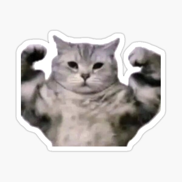 "Buff Cat Meme" Sticker for Sale by Fecal-Fashion | Redbubble