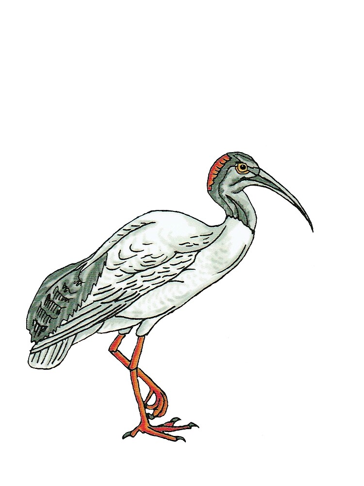 "Australian Bin Chicken" Sleeveless Top for Sale by vibeceramics ...