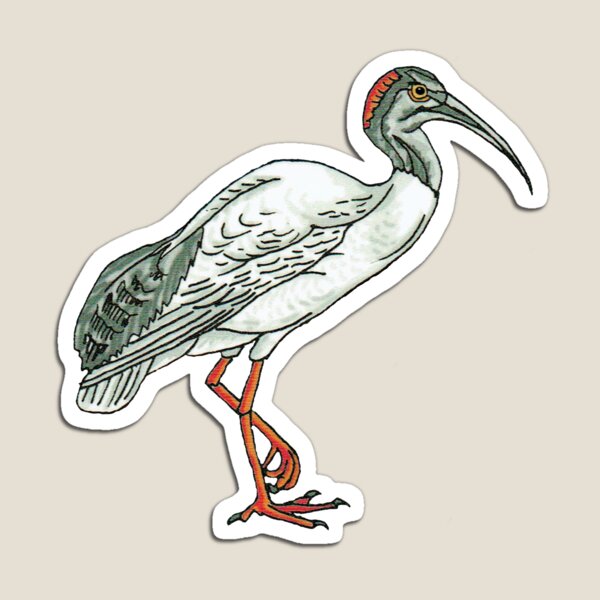 Bin Chicken Gifts & Merchandise | Redbubble