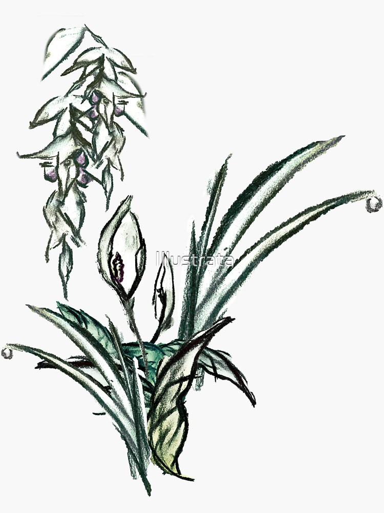 "Peace Lily and flowers, forestcore charcoal drawing pattern" Sticker ...