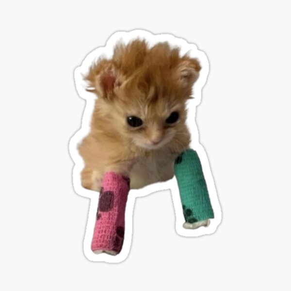 "Tater Tot Cat Meme " Sticker for Sale by HoneyJars | Redbubble