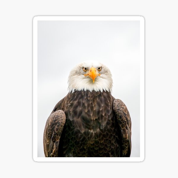 "American eagle" Sticker for Sale by MargrietV | Redbubble
