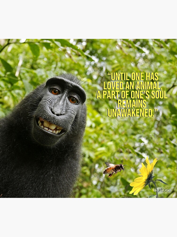 Monkey Pictures With Quotes