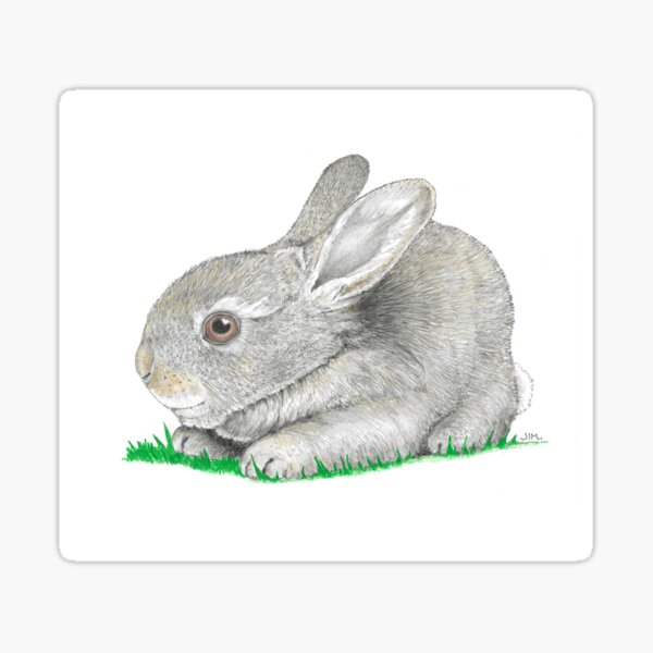 "Baby Bunny" Sticker for Sale by JimsBirds | Redbubble