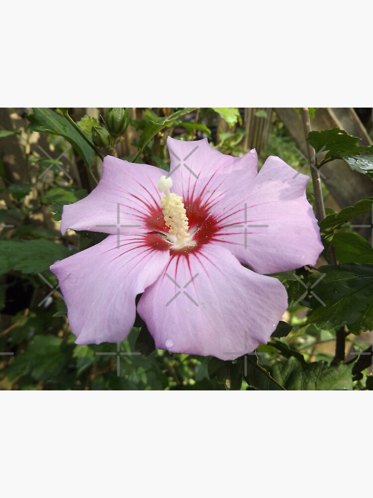 "a pale purple rose of sharon" Sticker for Sale by Ethan1012 | Redbubble