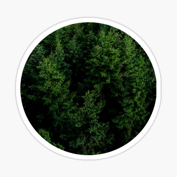 "dark forest" Sticker for Sale by child-of-oak | Redbubble