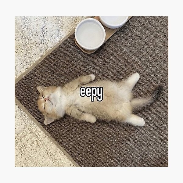 "Eepy Kitten Meme" Photographic Print for Sale by yuccaroot | Redbubble