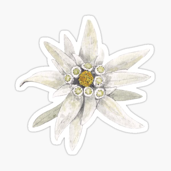 "EDELWEISS-Leontopodium alpinum 2" Sticker by BEATRIZ ABAITUA | Redbubble