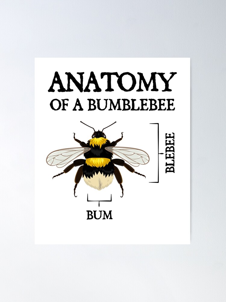 Póster De Anatomía De La Abeja Bee Anatomy Poster Etsy México