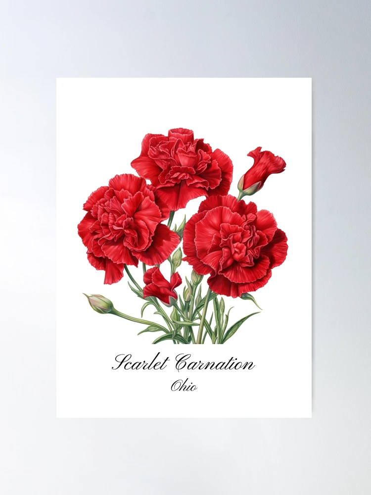 Red Carnation State Symbols Usa