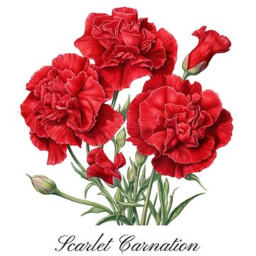 "Ohio State Flower-Scarlet Carnation " Art Board Print for Sale by ...