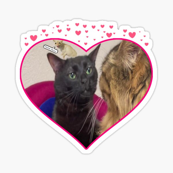 "Zoned Out Cat, Black cat zoned out, Zoned Out Cat meme, Hearts cats ...