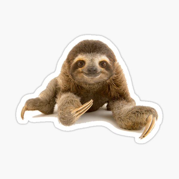 Costa Rica Sloth Gifts & Merchandise | Redbubble