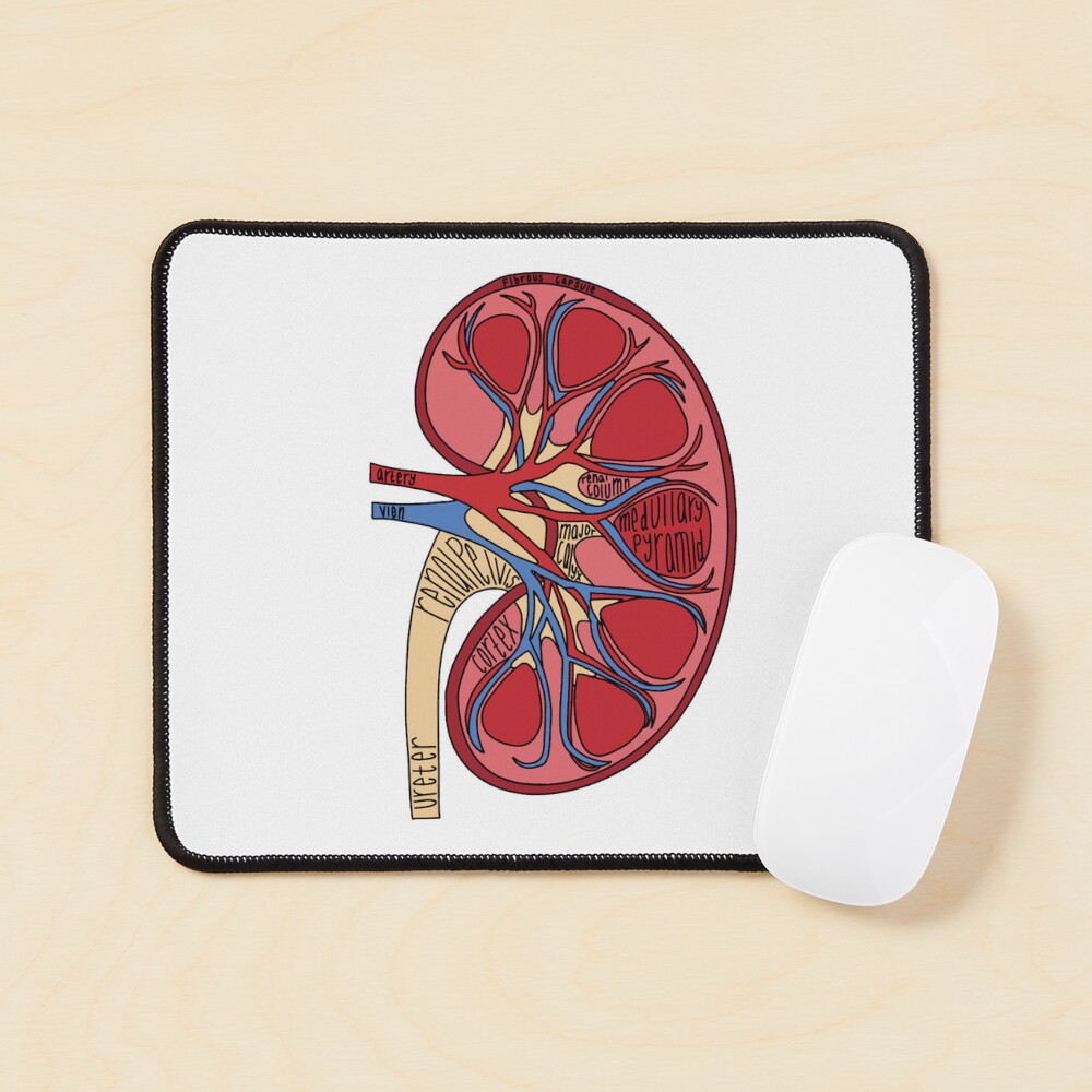 "Labeled Kidney Anatomy" Sticker for Sale by nsaeyta | Redbubble