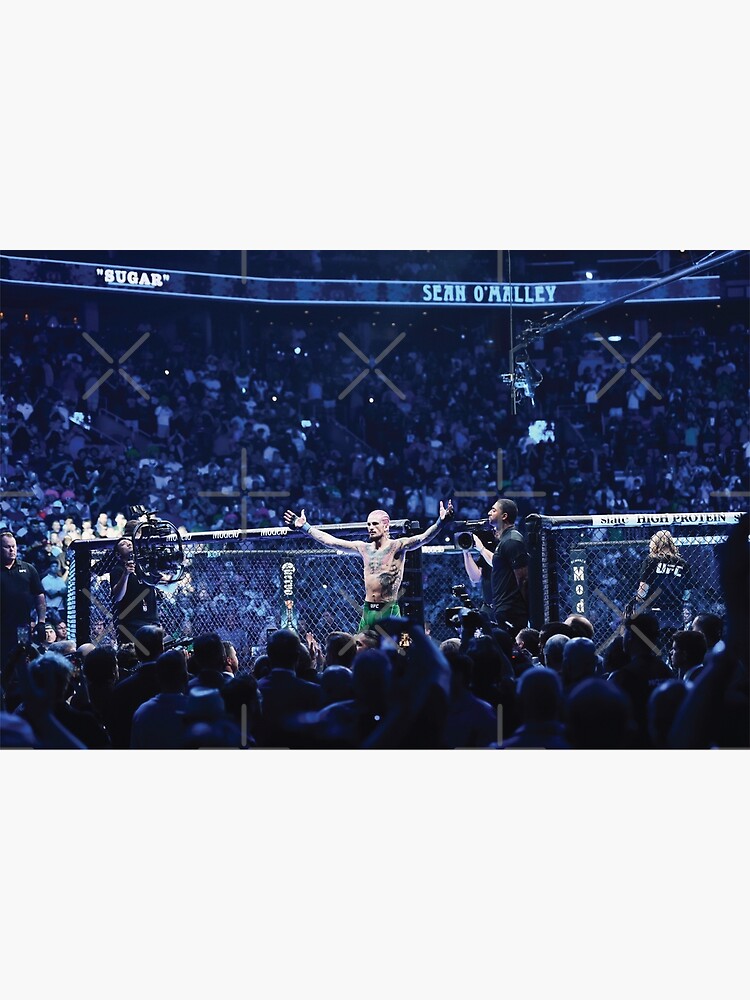 "Suga Sean O'Malley vs. Aljamain Sterling UFC 292 - UFC Bantamweight ...