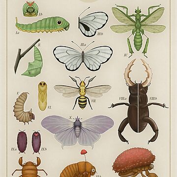 "Insects from the Kanto Region" Poster for Sale by julio-lacerda ...