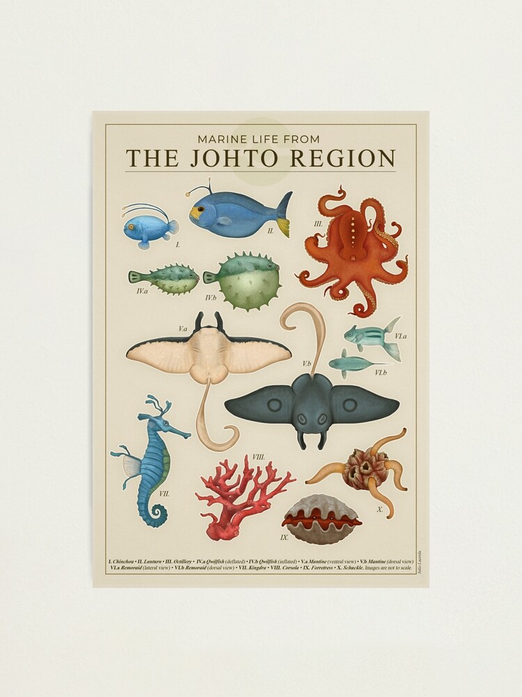 "Marine Life from Johto" Photographic Print for Sale by Julio Lacerda ...
