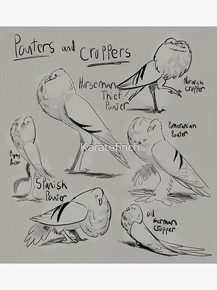 "Pouter and Cropper Pigeons" Poster for Sale by Karatefinch | Redbubble