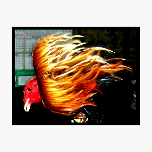 Gamefowl Photographic Prints | Redbubble