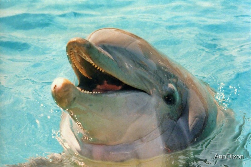 "Smiling Dolphin" by AnnDixon | Redbubble