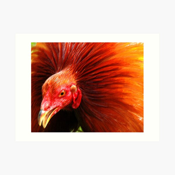 Gamefowl Art Prints | Redbubble