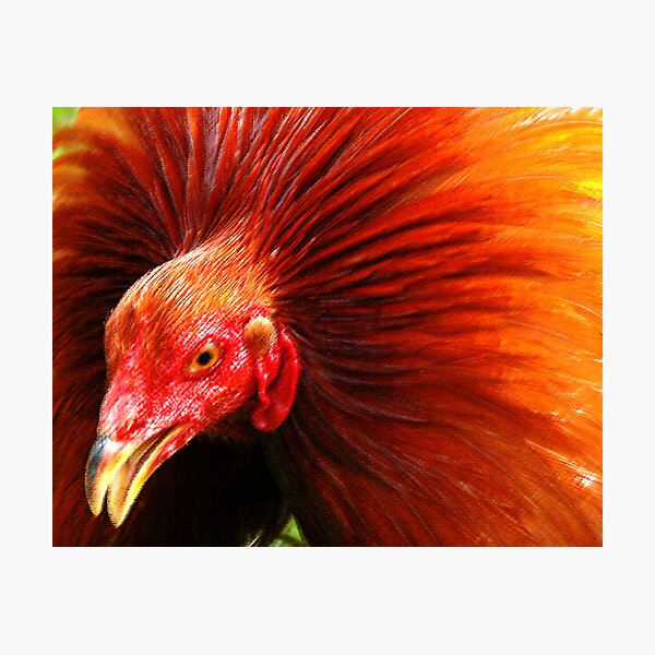 Gamefowl Photographic Prints | Redbubble