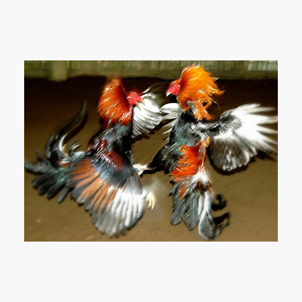 Gamefowl Photographic Prints | Redbubble