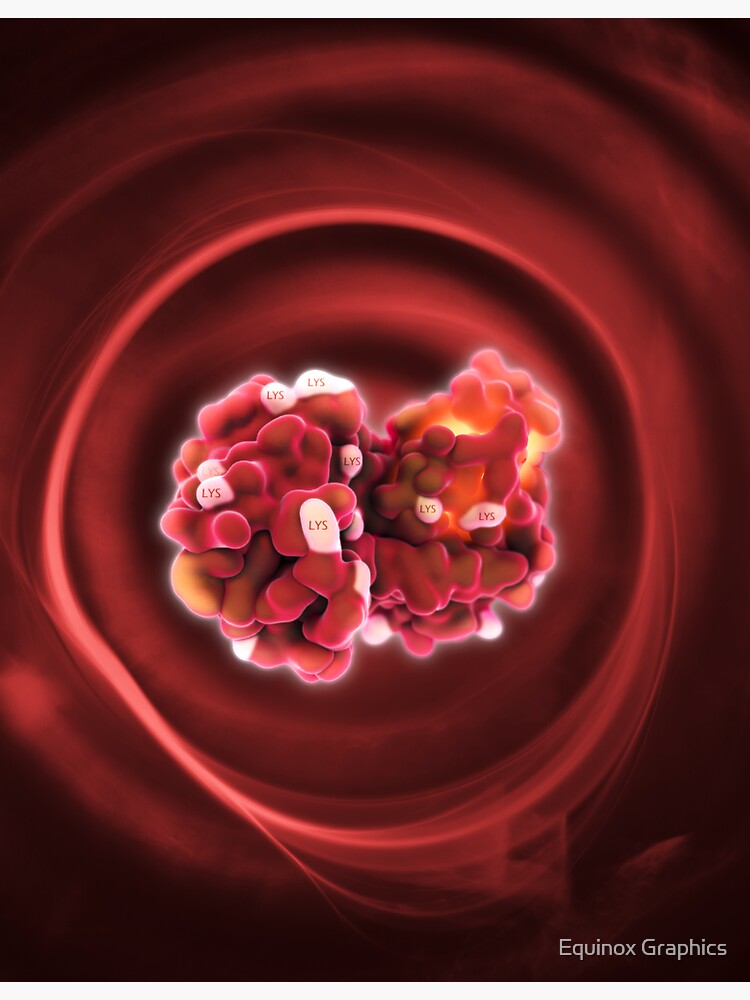 "Lysozyme Enzyme" Sticker by equinoxgraphics | Redbubble