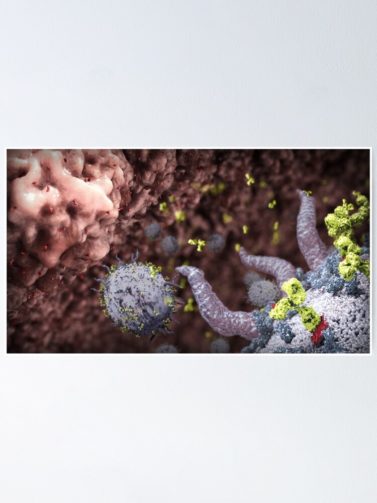 " T-cells Attack Cancer Cell" Poster for Sale by equinoxgraphics ...