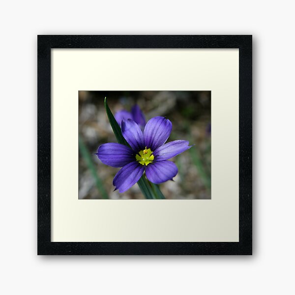 Blue Eyed Grass Flower Framed Art Print By Lenslens Redbubble