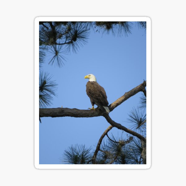 "Bald eagle" Sticker for Sale by ZinaStromberg | Redbubble