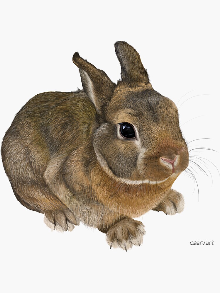"Cute realistic bunny" Sticker for Sale by cservart | Redbubble