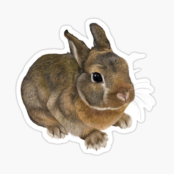 "Cute realistic bunny" Sticker for Sale by cservart | Redbubble