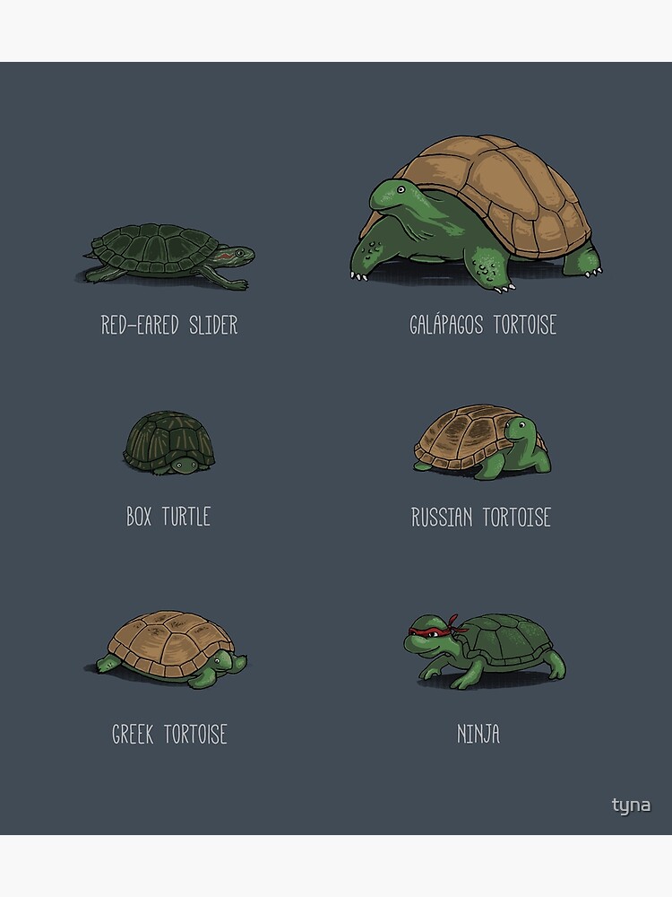 Know Your Turtles Premium Matte Vertical Poster sold by Brian Pearson ...