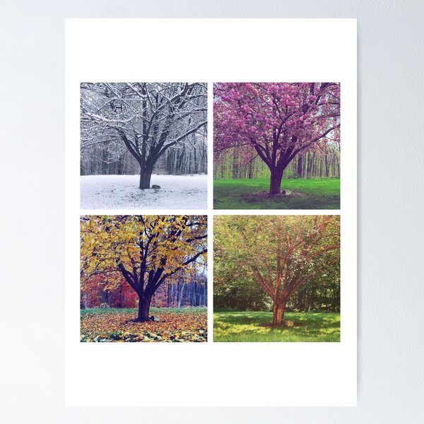 "Four Seasons Photography - Cherry Blossom Tree" Poster for Sale by ...